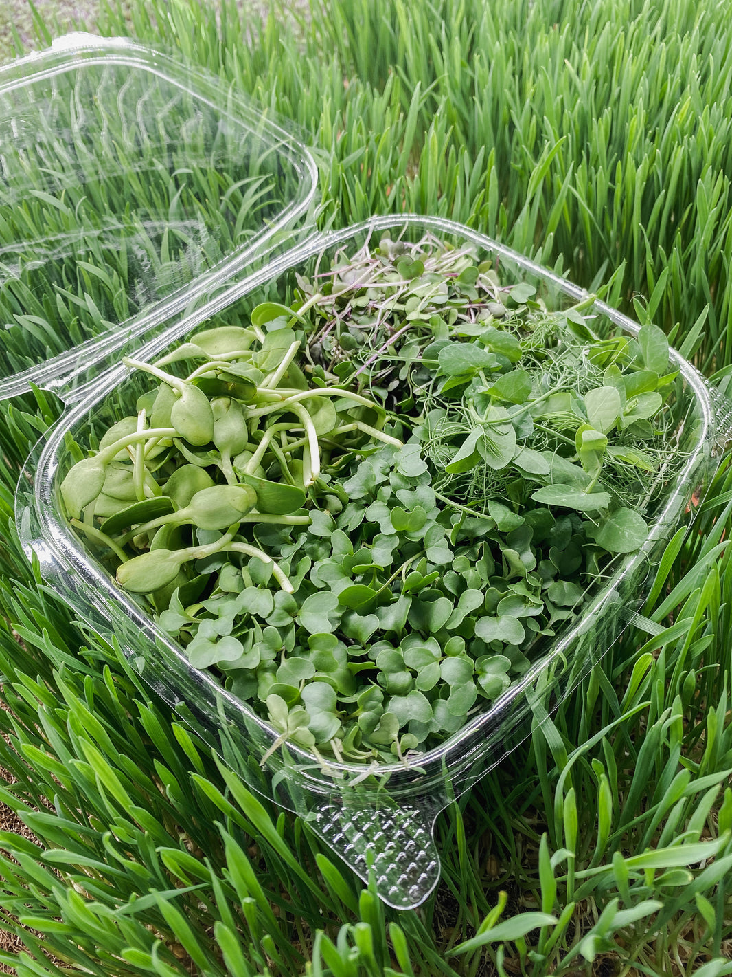 Mico's Micro Farm